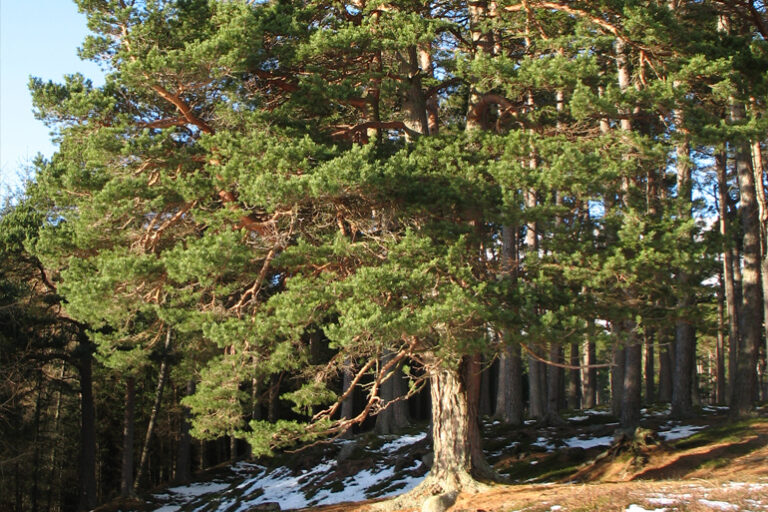 Az erdei fenyő - Beltéri ajtók - Bíborház 2022